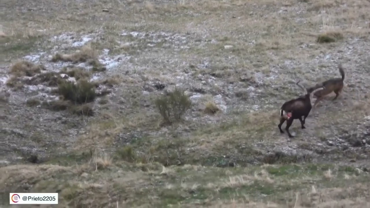 Impresionante, lobo atacando a un gran macho montés!!! - YouTube