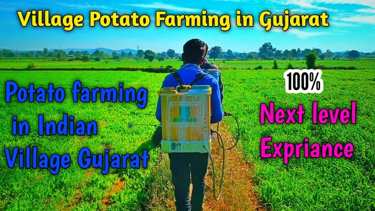 Potato Farming In Village | Gujarat Farmer Potato Farming In India ...