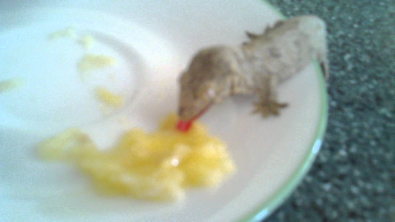 Leachie gecko baby eating banana - YouTube
