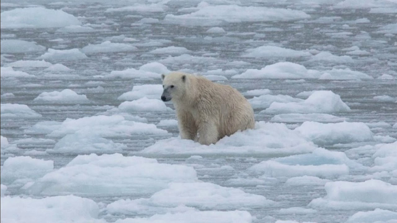 Fluff the Magic Polar Bear By Jack Pinsent - YouTube