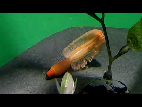 漂うウミエラ「オレンジシーペン」 （葛西臨海水族園）Floating Sea Pen - YouTube