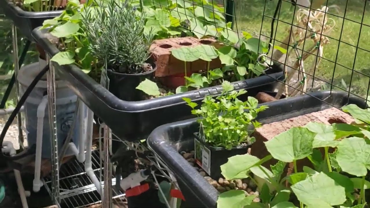 Greenhouse Aquaponics Update - Added Solids Filter and Wicking Bags ...