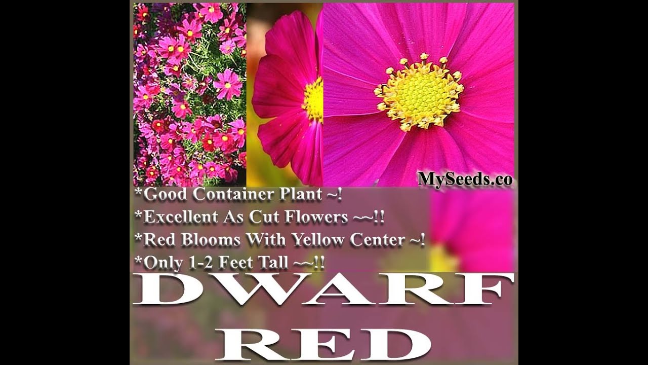Dwarf Red Cosmos bipinnatus - Dwarf Red Cosmos FLOWER SEEDS on www ...