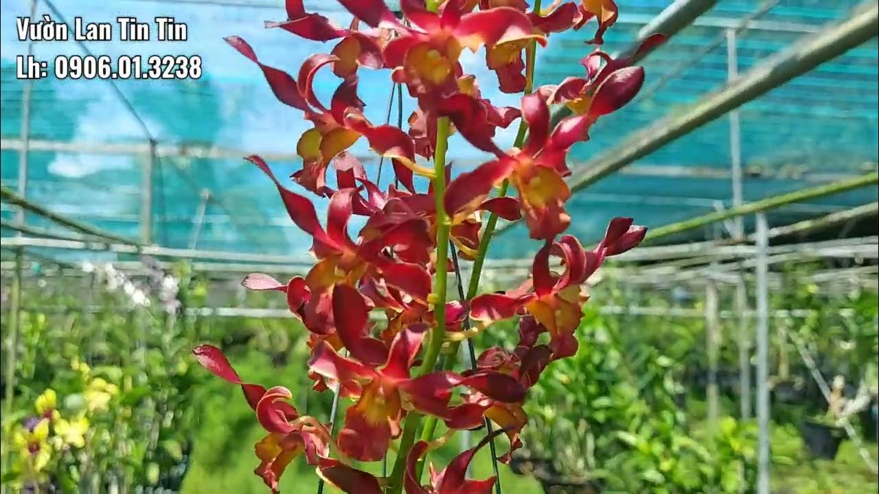 Dendro nắng hoán long..4/7/2024 (0906.01.3238) - YouTube