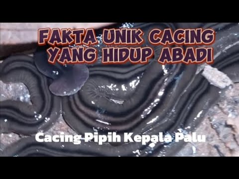 Fakta Mengerikan Cacing Pipih Kepala Palu #biologi #educational # ...