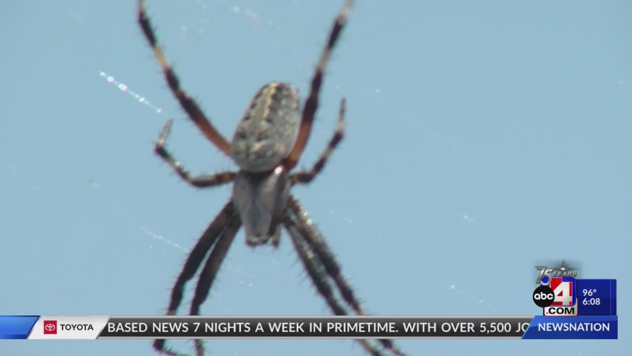 Spiders Taking Over Great Salt Lake Shores by the Millions - YouTube