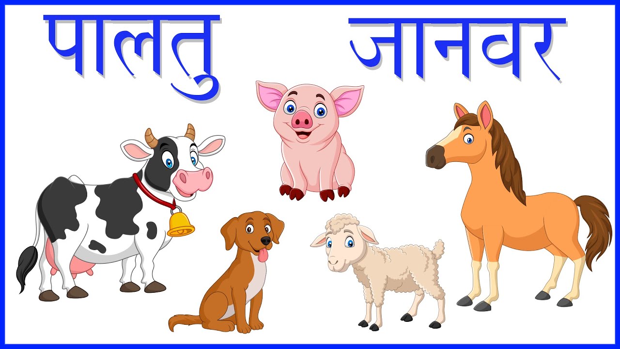 Learn Animal Names In Hindi | Domestic Animals & Birds Name Kids Video ...