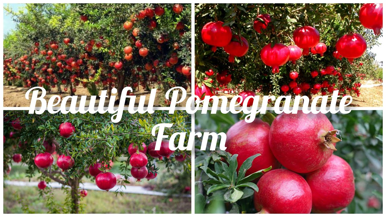 Most beautiful pomegranate farm #youtube #fruit - YouTube