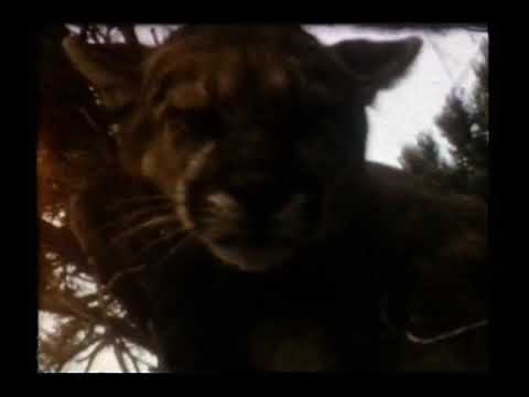 Lions Alive - LaVere Kidman - YouTube