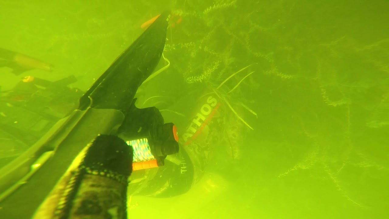 Eel, угорь, Ungurys paimtas su strėle 2018 07 22 - YouTube