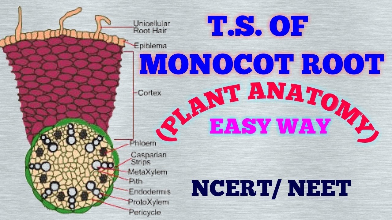 PLANT ANATOMY : T.S. OF MONOCOT ROOT (EASY WAY) NCERT/NEET - YouTube