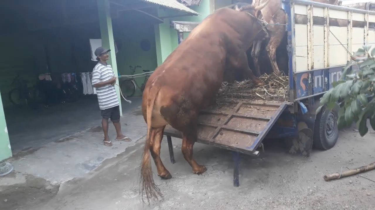 Menaikan sapi super jumbo ke atas truk - YouTube