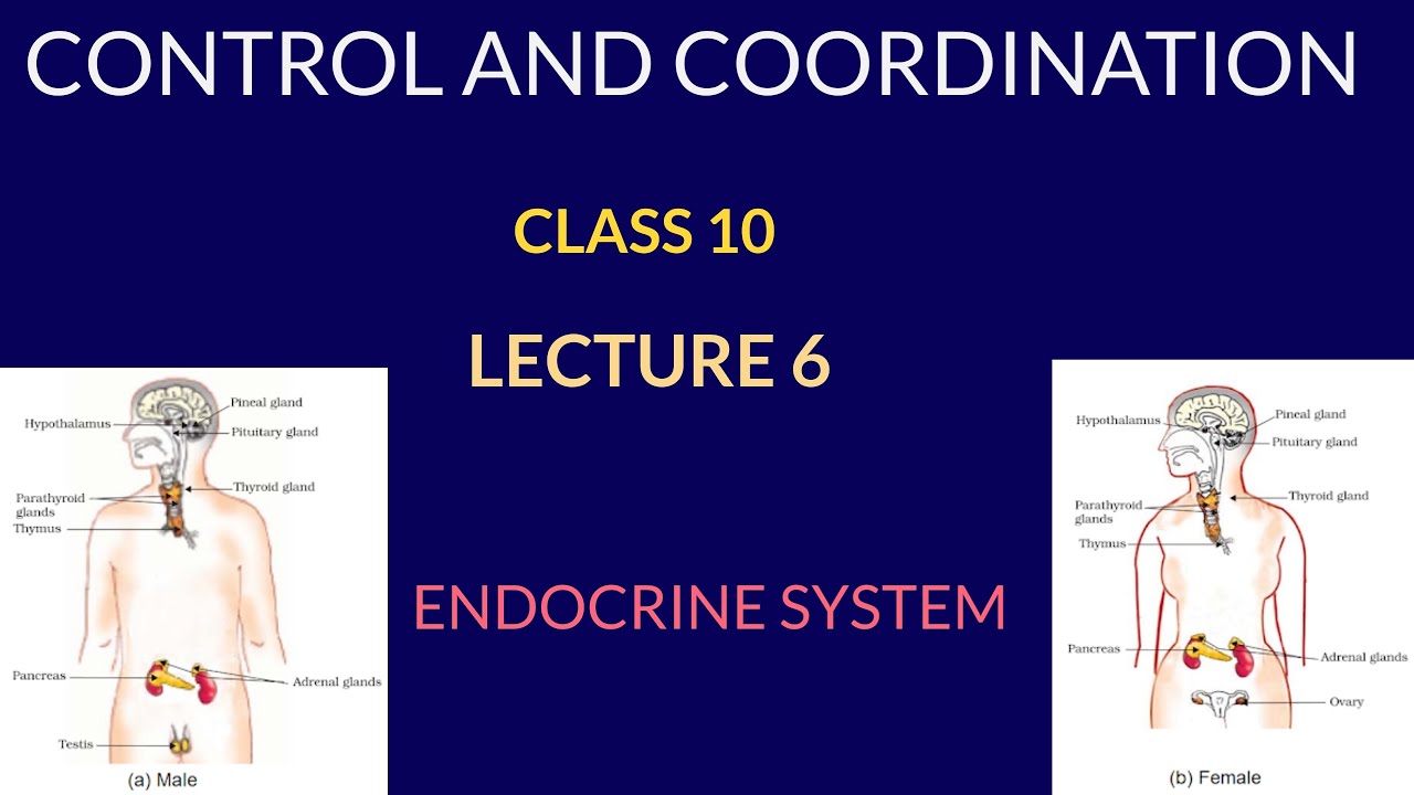 Control and Coordination, Lecture-6, Class-10 #lect_6#class_10#bio# ...