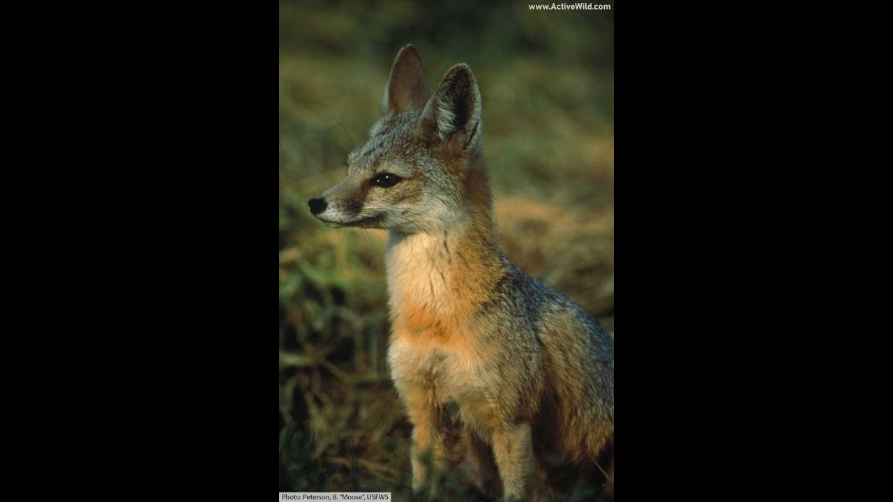 Desert Kit Fox Running For His Life In Death Valley - YouTube