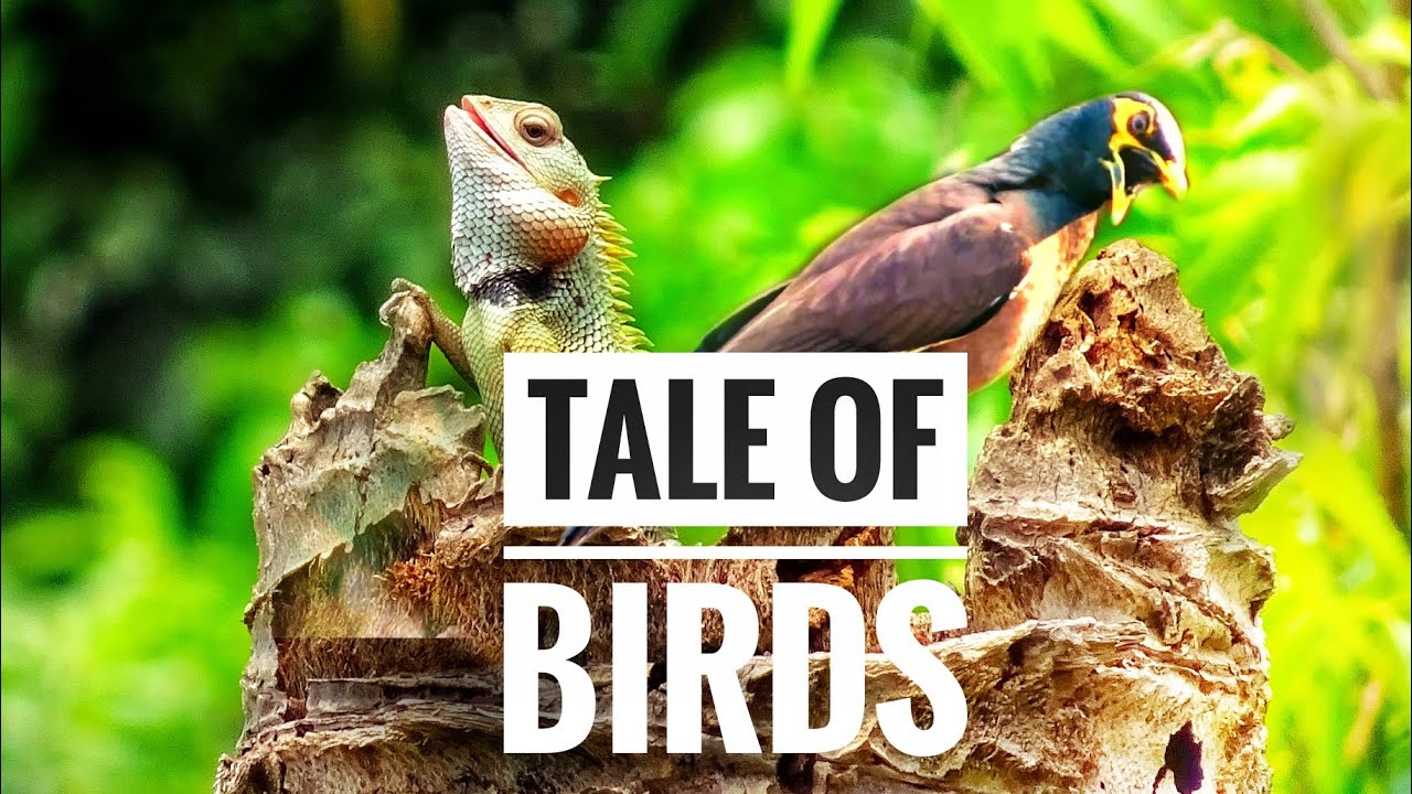 TALE OF BIRDS | SHORT FILM | - YouTube