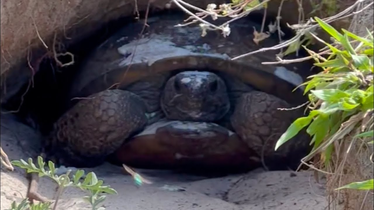 Florida hiking with tortoises, turtles and a manatee! - YouTube