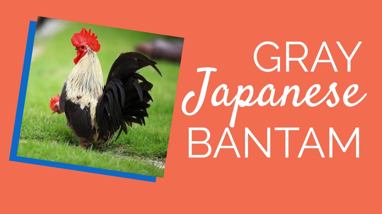 Gray Japanese Bantam Chickens | Chickens For Backyards - YouTube