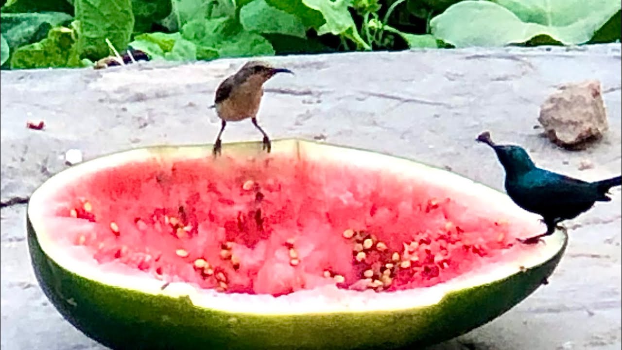 Pretty small birds eating watermelon 🍉 | sunshine shade vlogs - YouTube