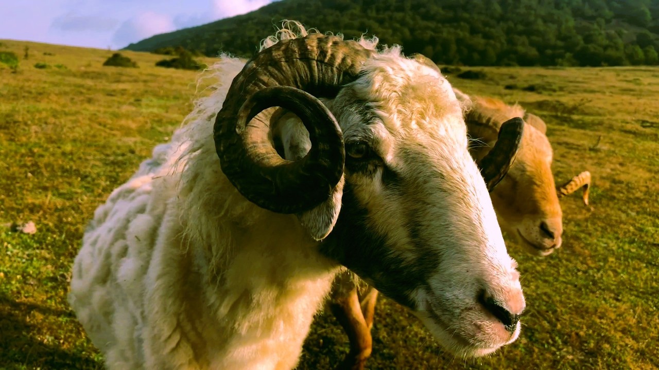 REAL SHEEP 🐑🐑 RELAXING SHEEP GRAZING IN A FIELD 🌿 🐑 NATURE - YouTube