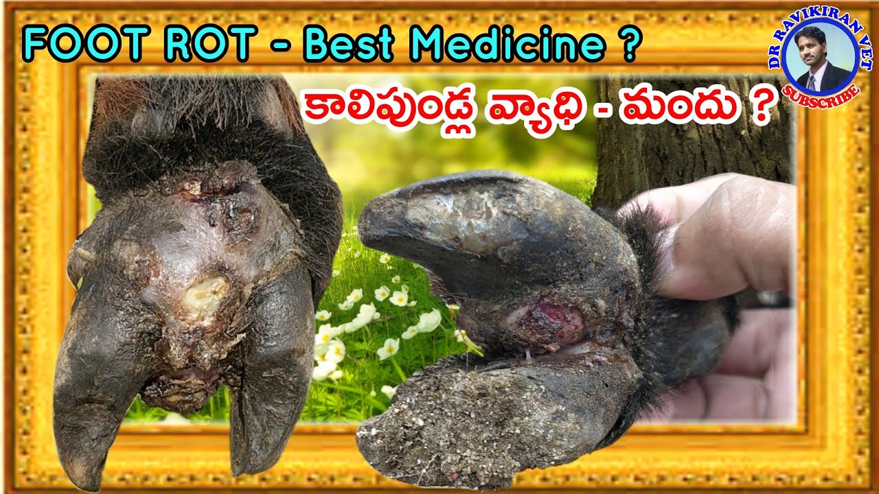 Foot Rot | కాలి పుండ్ల వ్యాధి పూర్తి వివరాలు in Sheep , Goat - YouTube