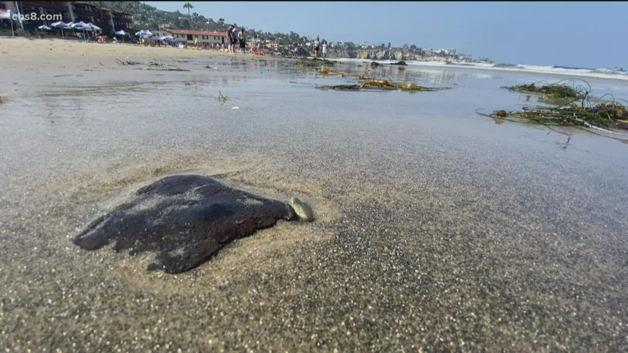 Pounds and pounds of tar balls washing up at La Jolla Shores - YouTube