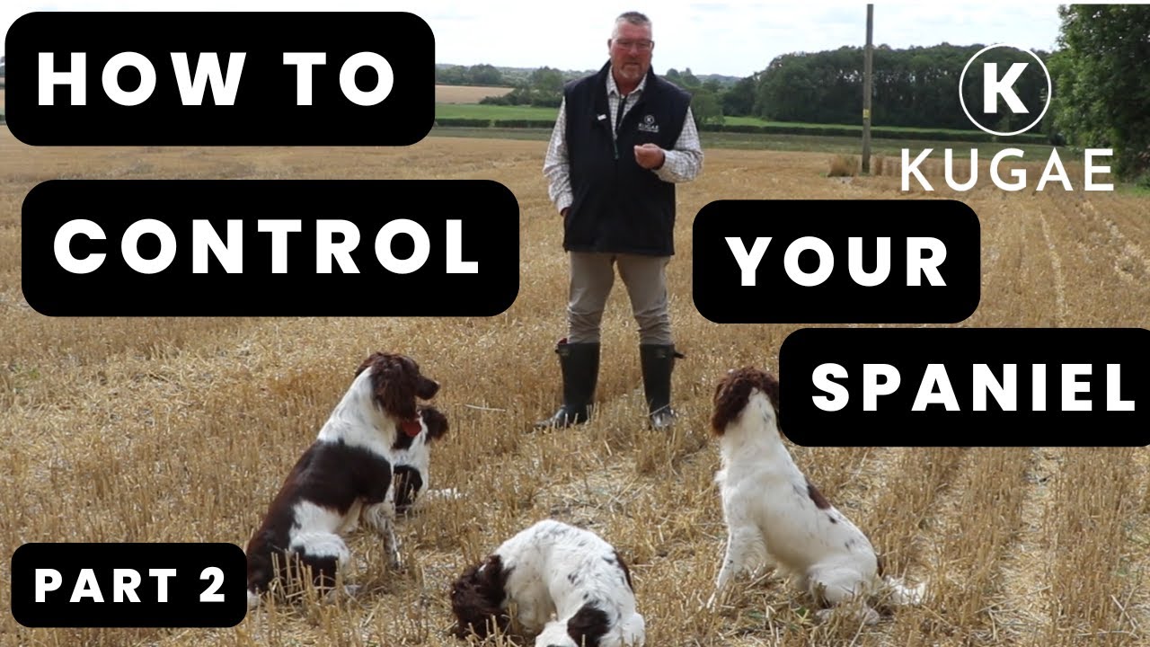 How to Control a Spaniel | Working Springer Spaniels Hunt as a Team ...