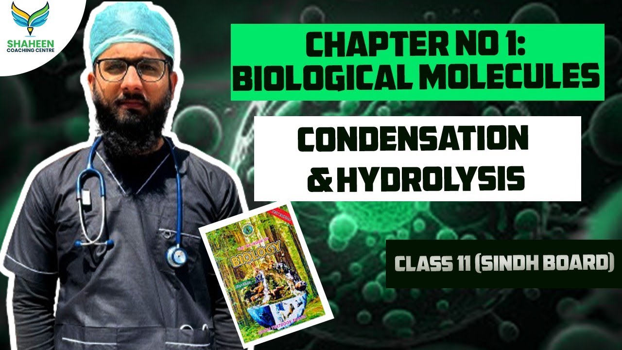 Condensation and hydrolysis || biological molecule || class XI biology ...