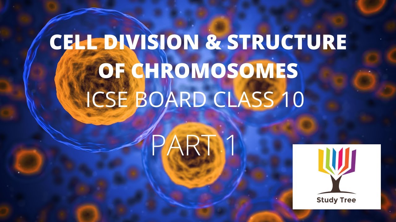 CELL DIVISION & STRUCTURE OF CHROMOSOMES PART 1| BIOLOGY | ICSE | CLASS ...