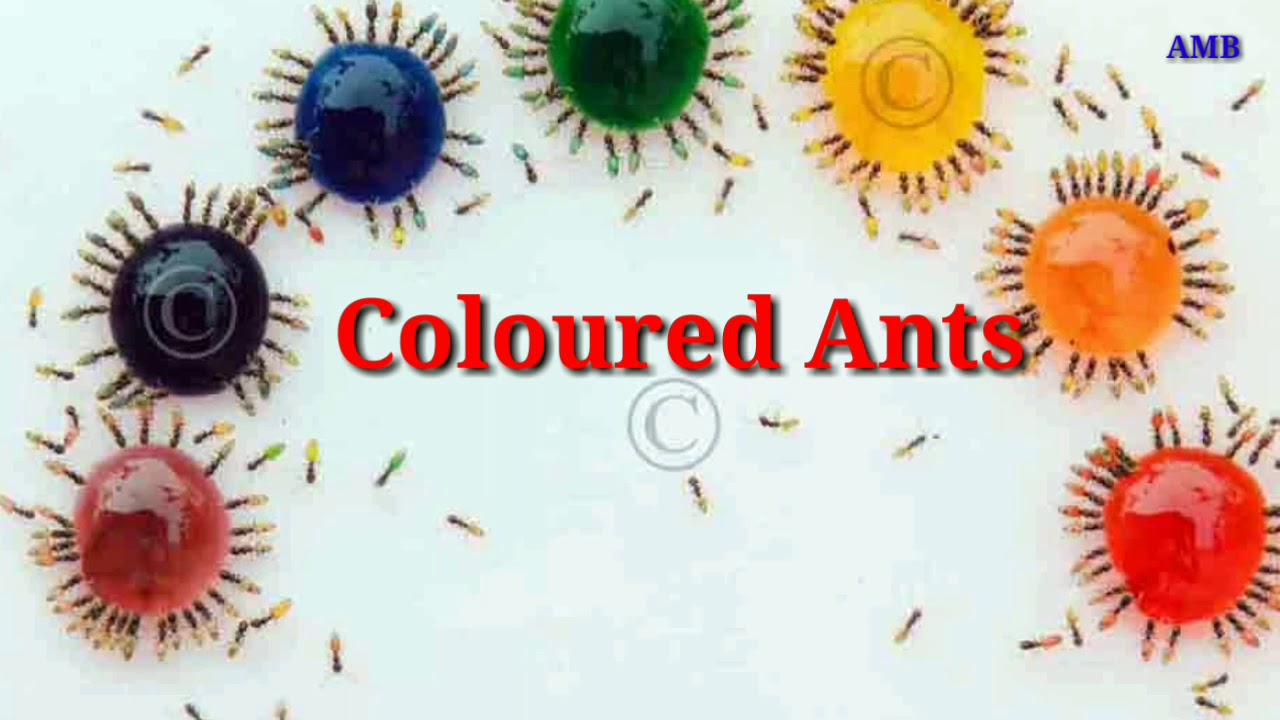 Colored Ants : re edited version - YouTube