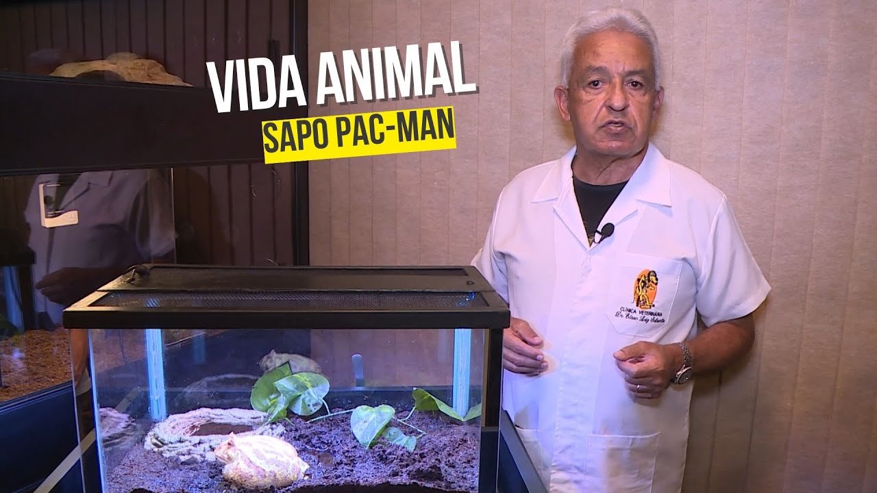 Vida Animal: Sapo Pac-Man - YouTube