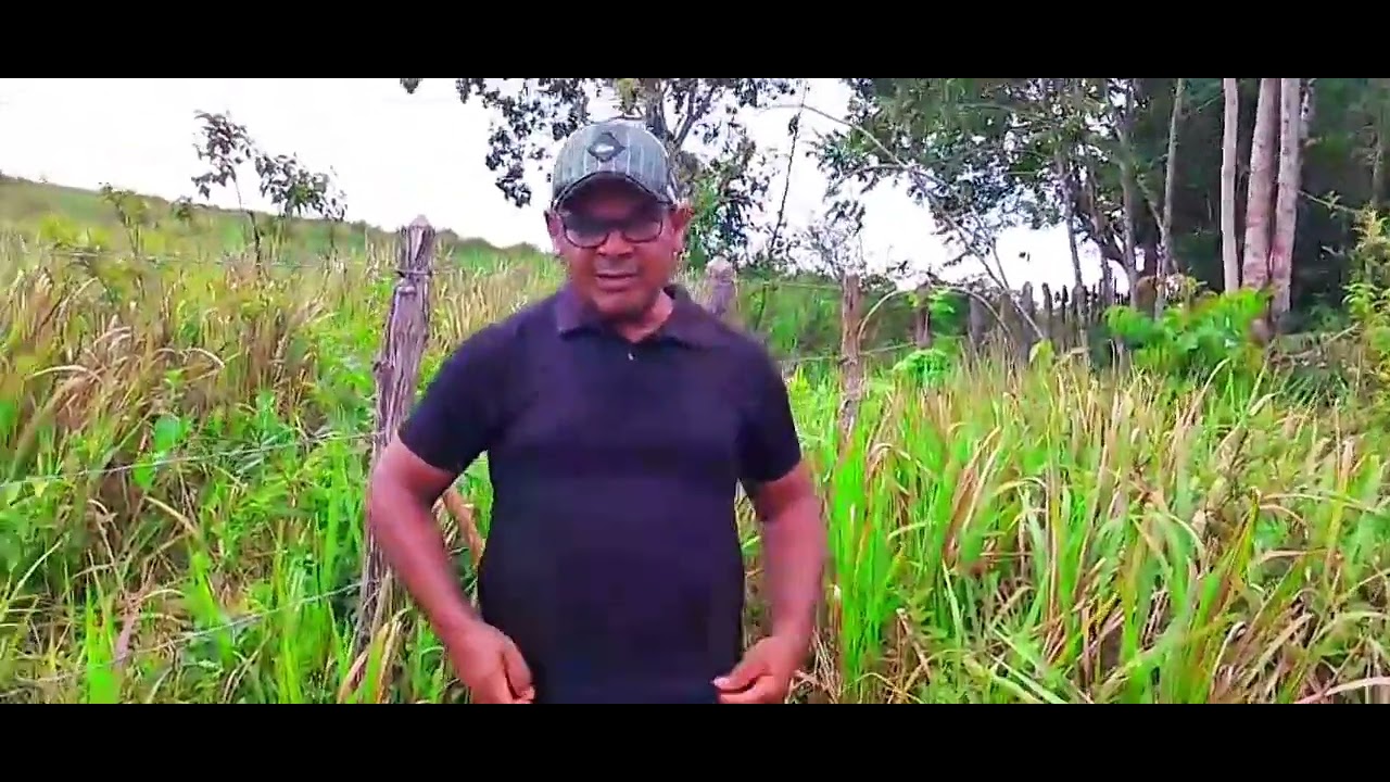 Capim Sapê: A planta medicinal, usada para criança quando tá nascendo ...