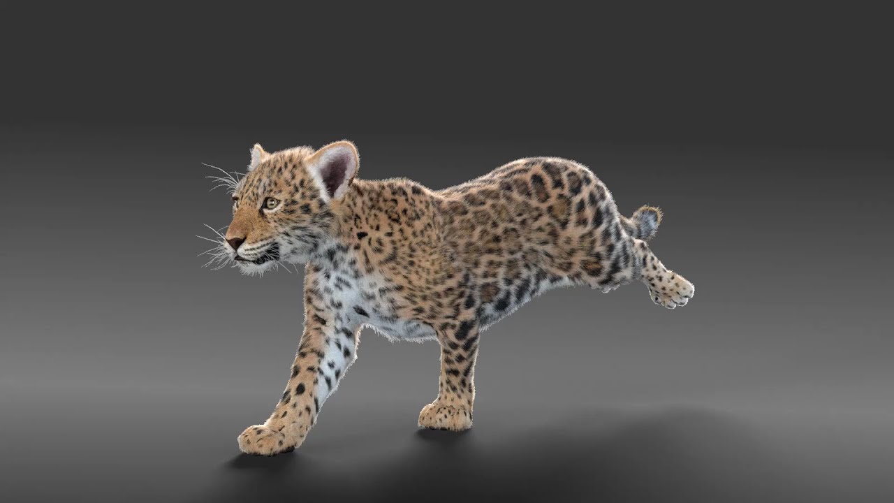 CGI 3D Animated Animal in Blender | Running Panthera Onca Baby Showreel ...