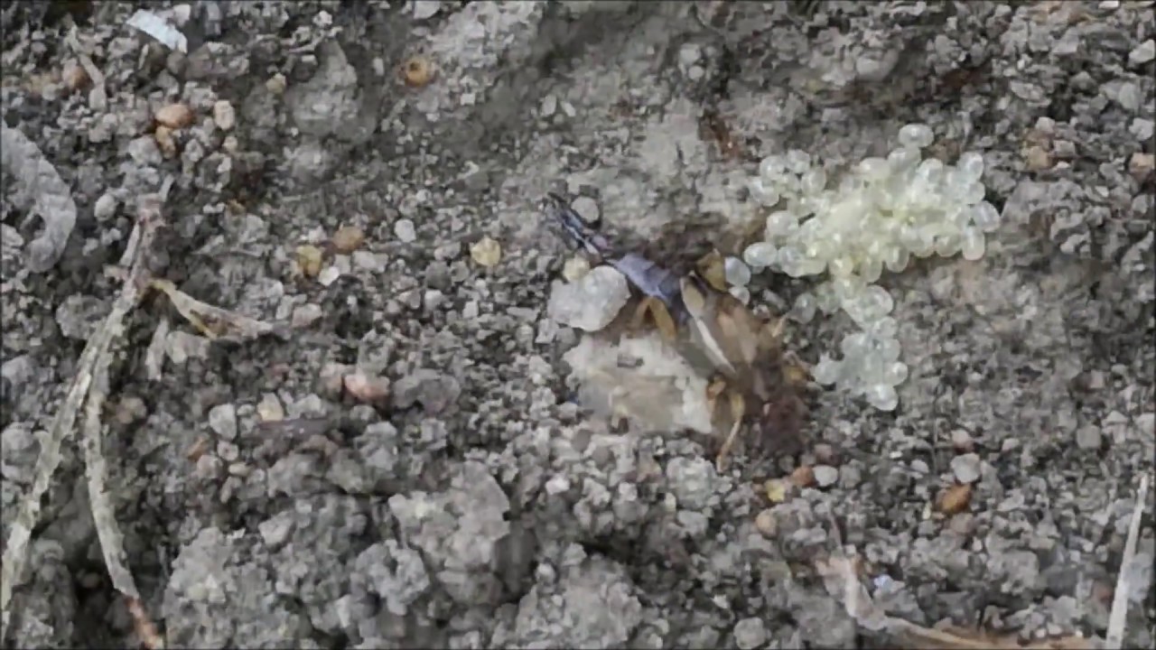 Dermaptera sp. – Tijereta. Adulto, huevos y recién nacidos - YouTube