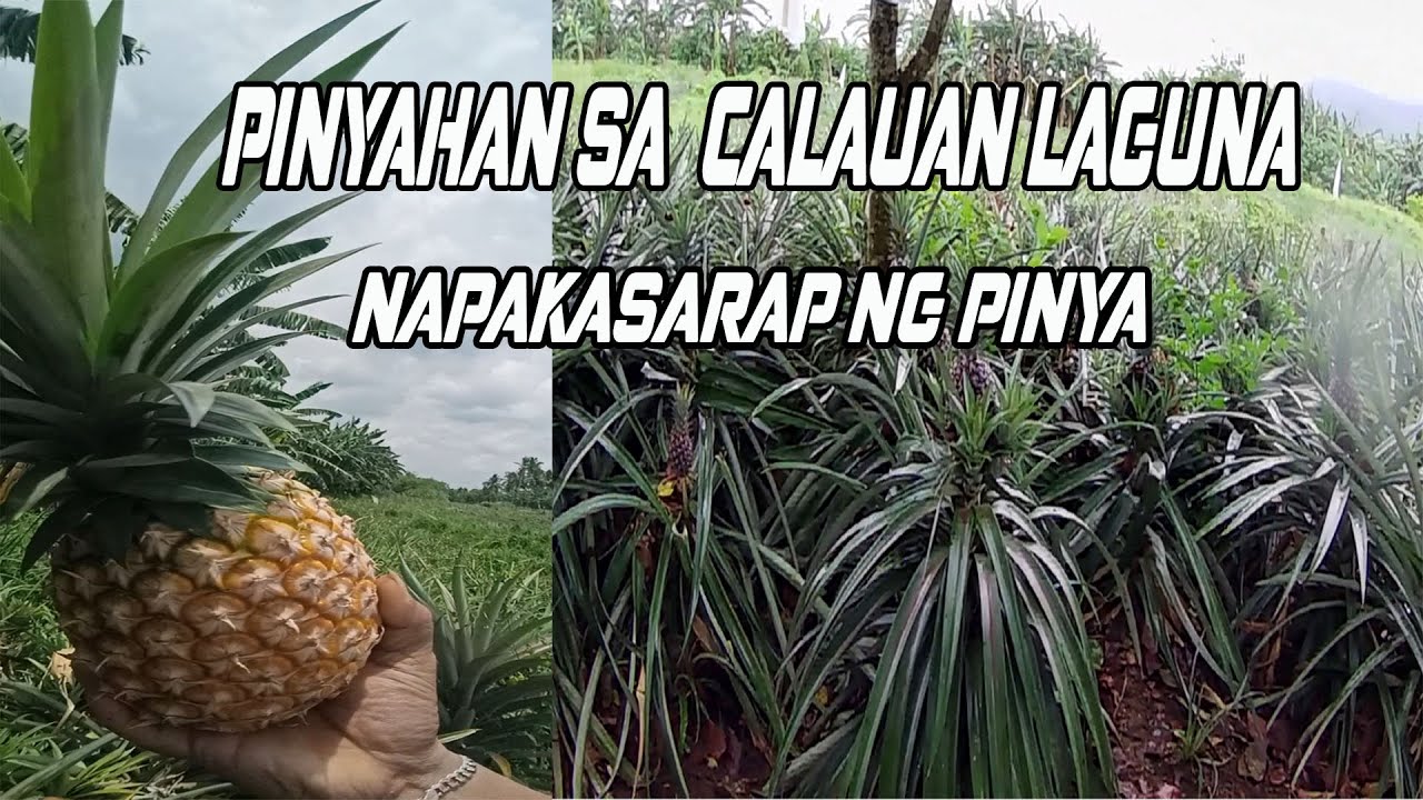macovlog/ PINYAHAN SA CALAUAN LAGUNA/ LAGUNA. - YouTube
