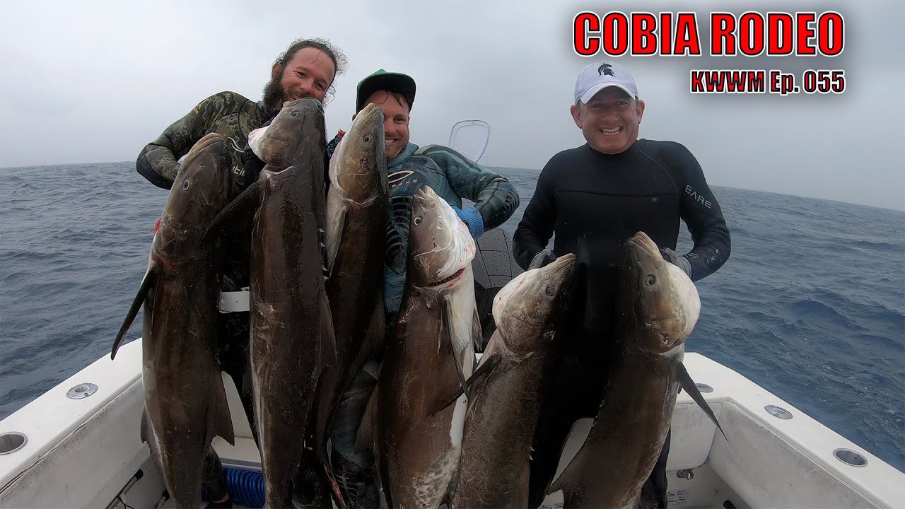 Cobia Rodeo | $1000 Day Spearfishing | Amazing Day In The Gulf Of ...