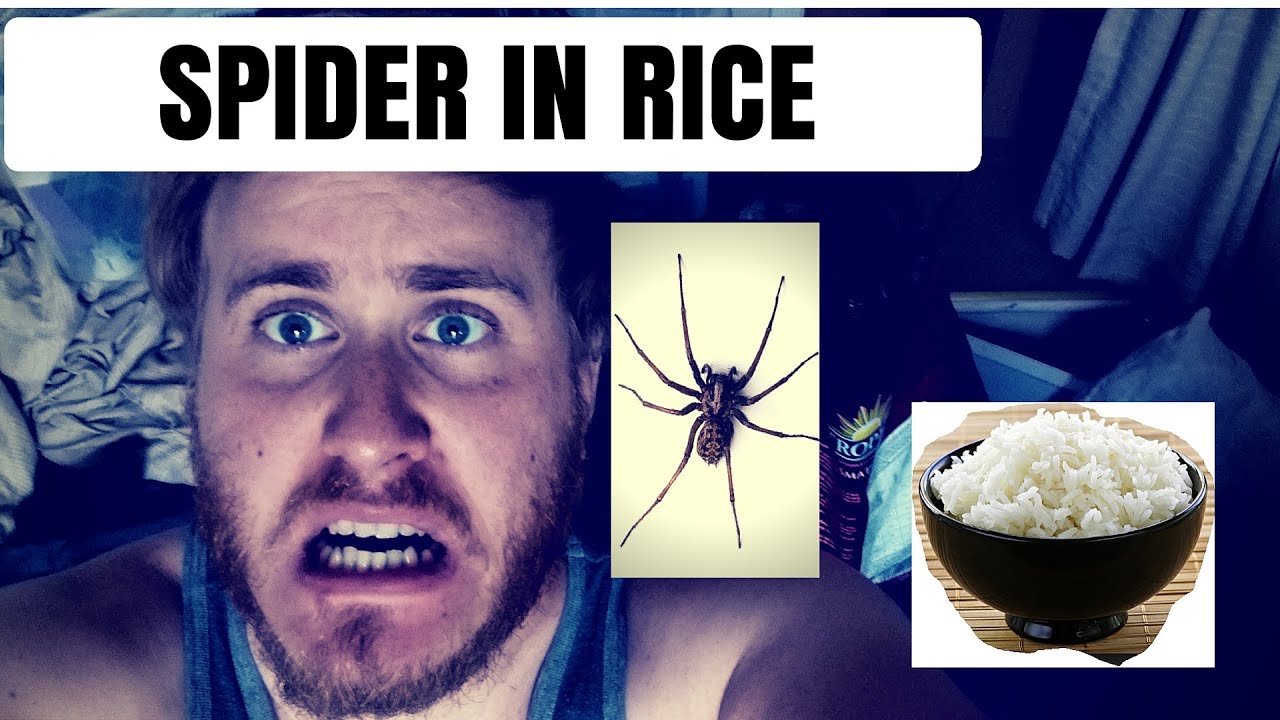 Spider in Rice - YouTube