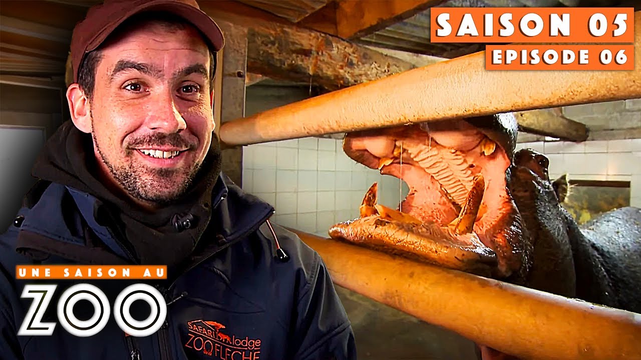 Pich forme Béranger aux hippopotames ! | S05EP06 | Émission intégrale ...