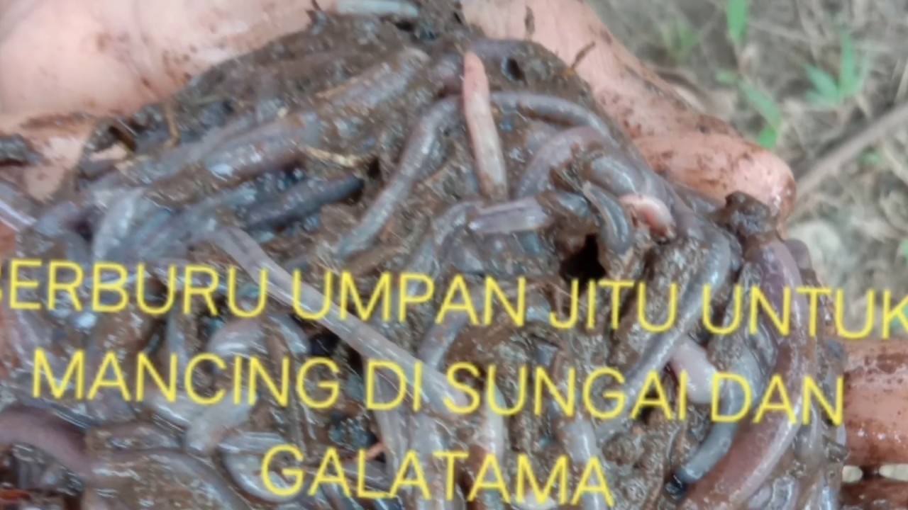 CARA MENCARI CACING RAWA, UNTUK UMPANJITU BAUNG,LELE DAN IKAN LAINNYA ...