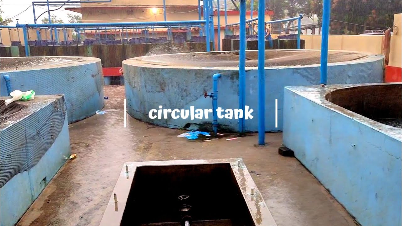 fish breeding tank tank setup | circular tank | egg collection tank ...