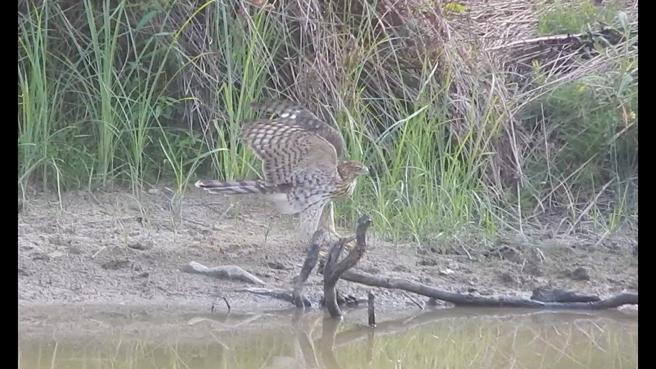 Juvenile Cooper's Hawk Hanging Out At The Pond - YouTube