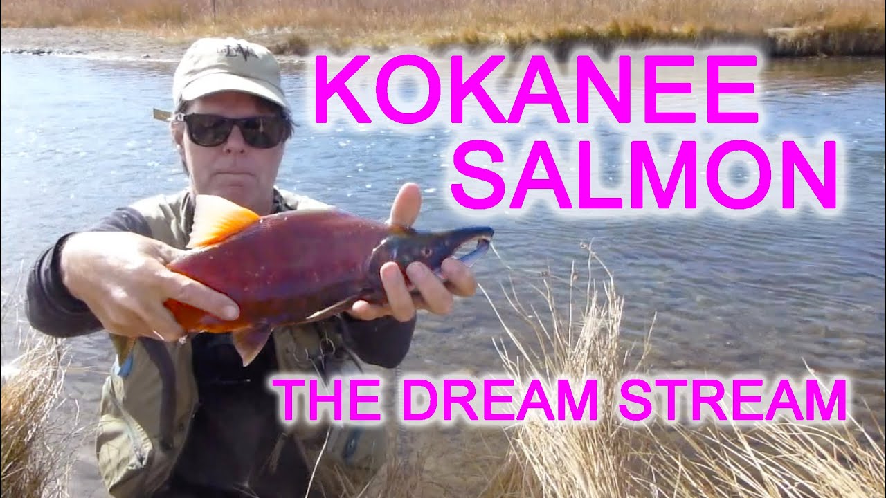 Amazing Kokanee Salmon Action at The Dream Stream mid Oct Platte River ...