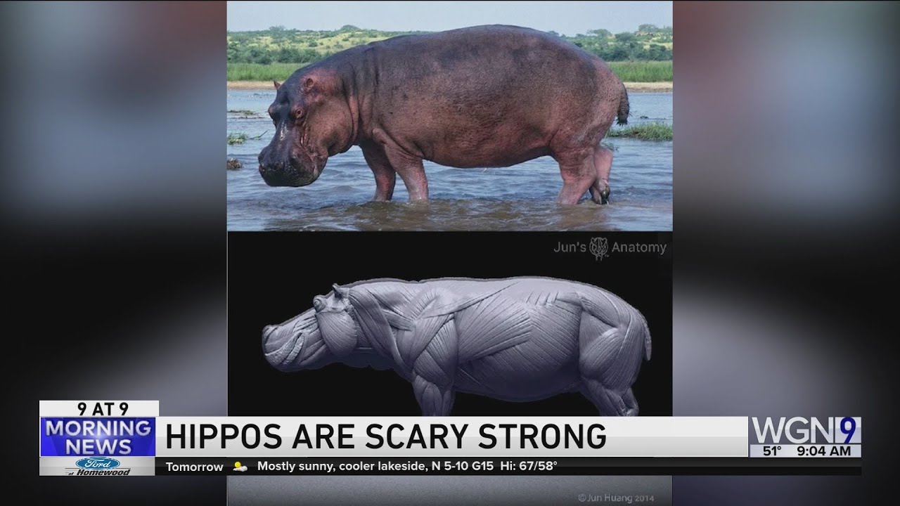 Hippos' surprising strength - YouTube