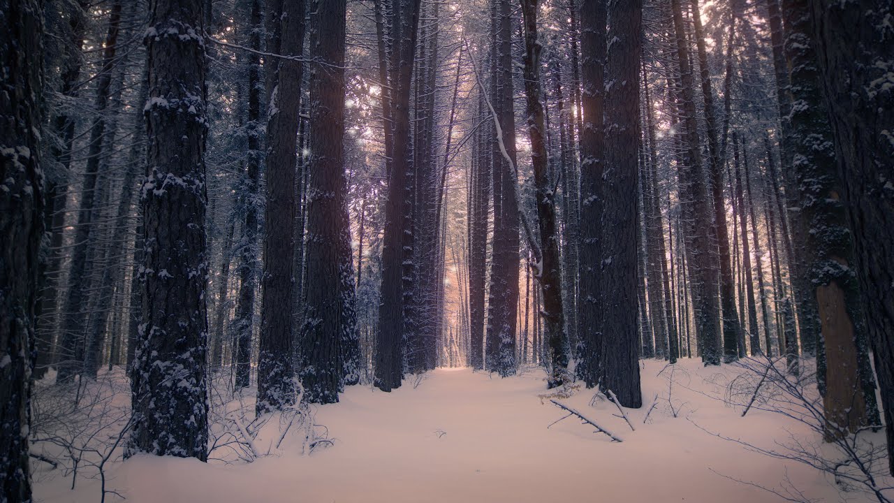 Soothing Snow Dream: Enter the forest of winter fairy tales - YouTube
