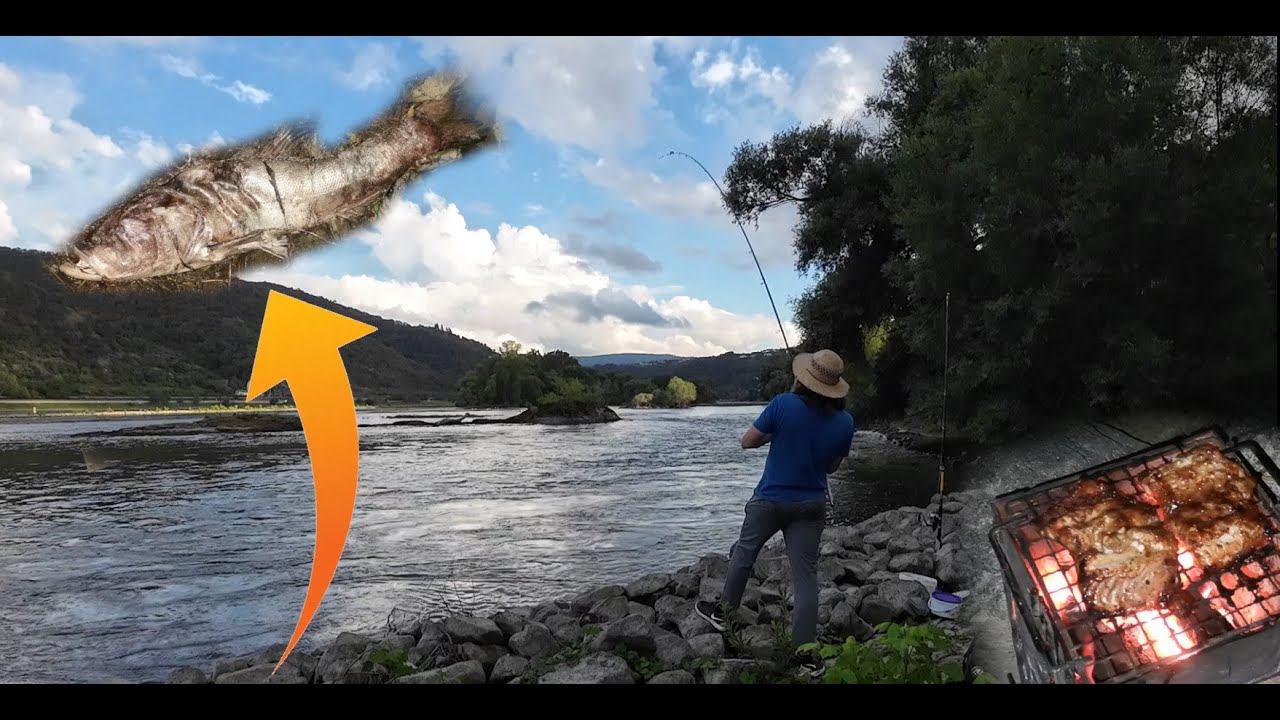 Was ist das für ein Fisch? Angeln am Rhein auf Wels, Aal und Zander ...