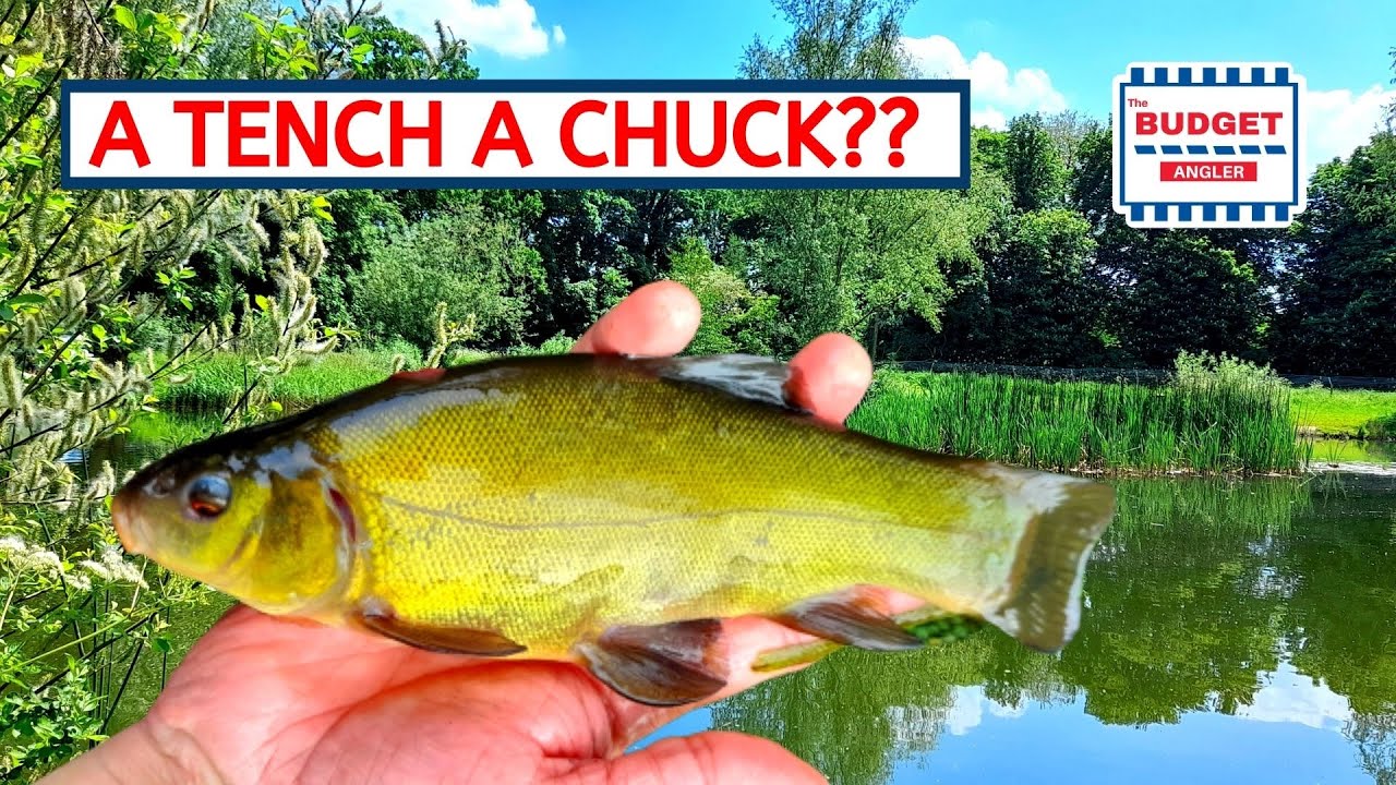 Tench Fishing a Farm Pond - YouTube