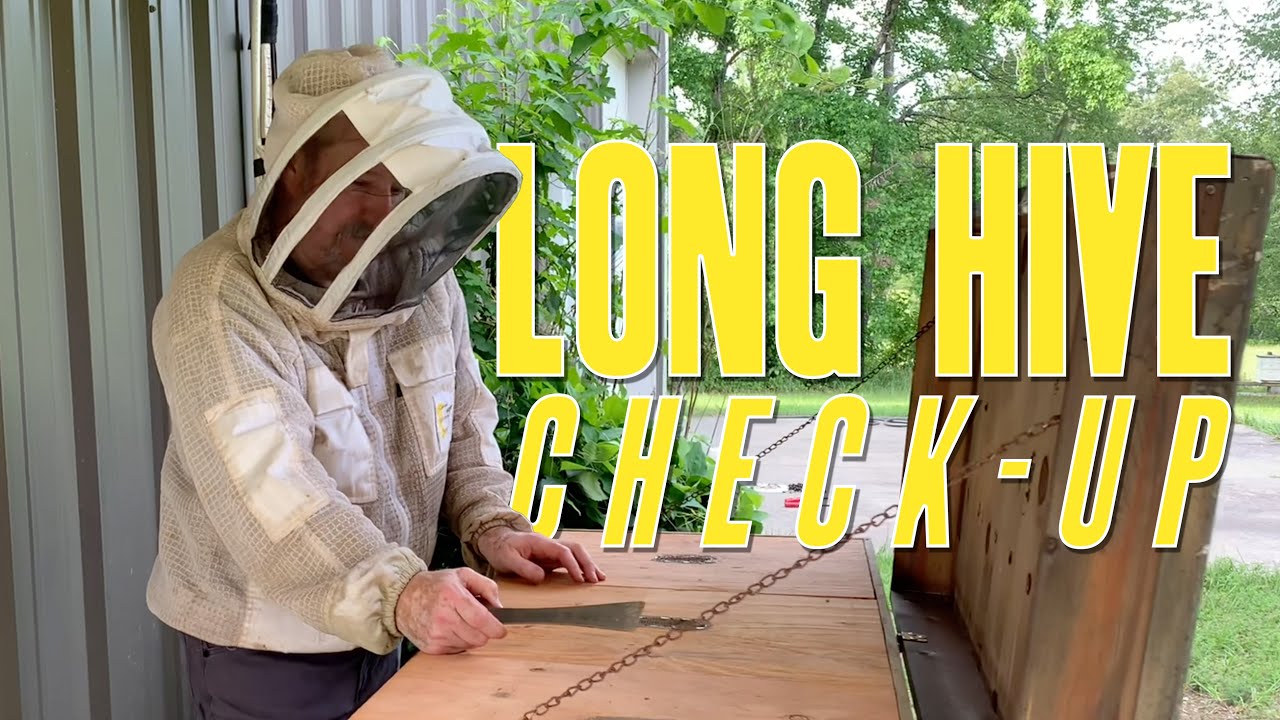 Long Hive Check Up, What's happening in the Long Hive? - YouTube