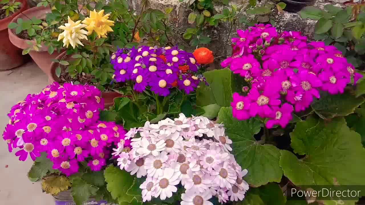 How to grow and care cineraria flower plant - YouTube
