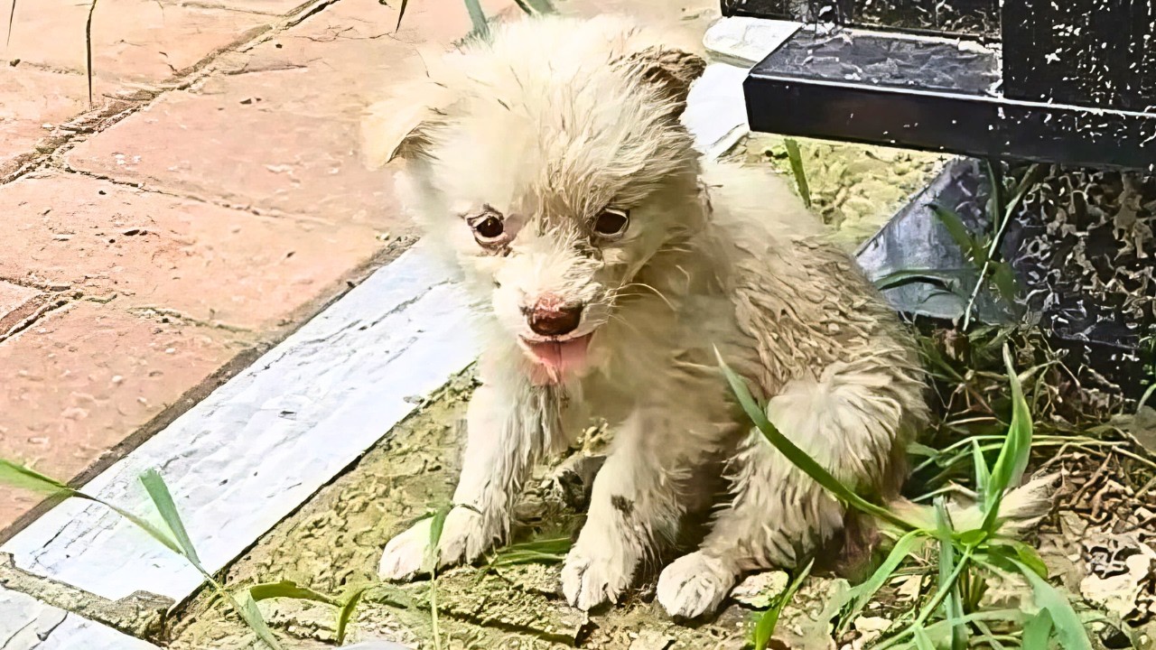 Tiny Stray Puppy Shivering in the Grass, Alone and Scared - YouTube
