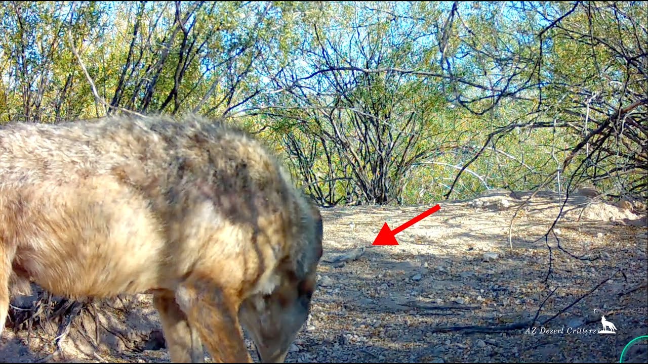 Coyote encounters squirrel playing dead - YouTube