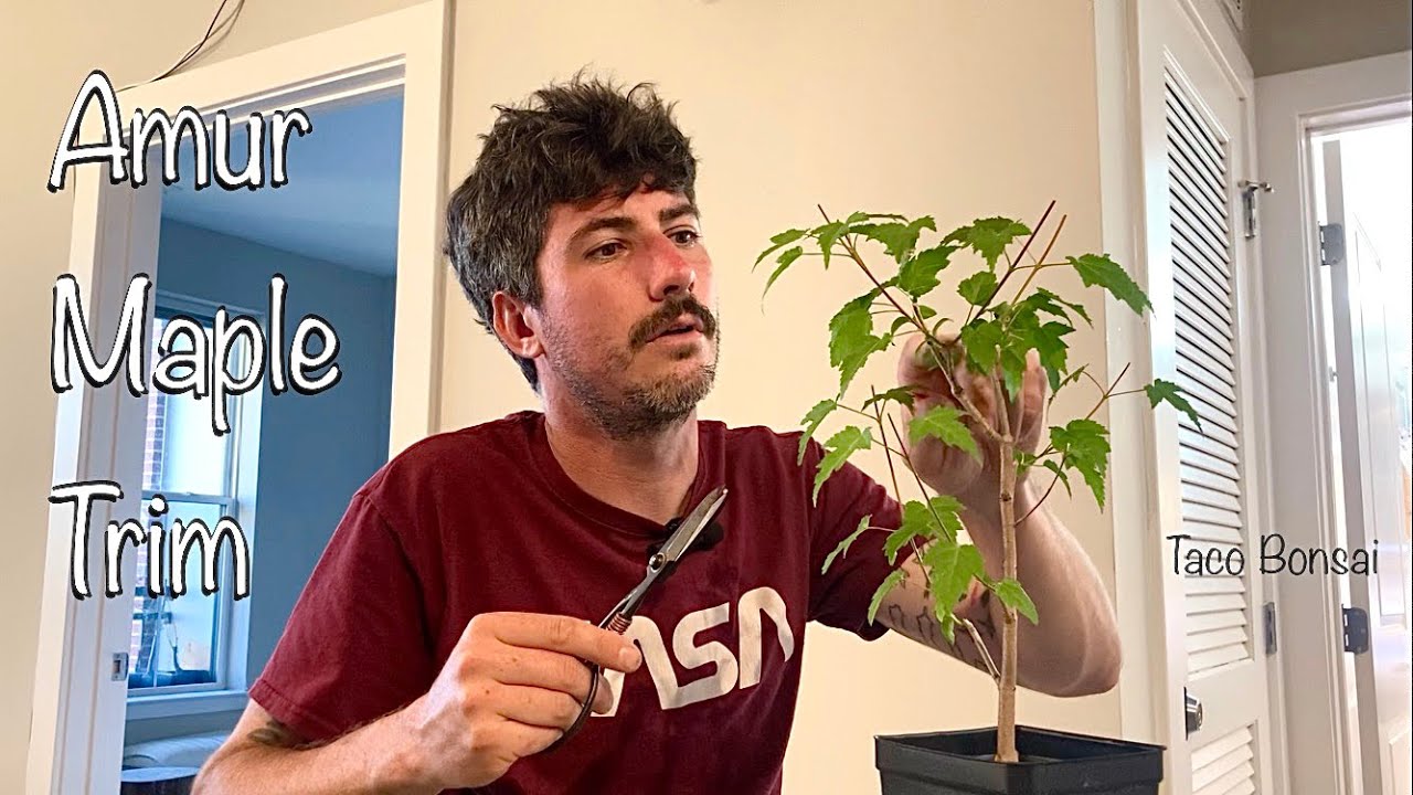 Amur Maple Trim Ep 89 Taco Bonsai - YouTube
